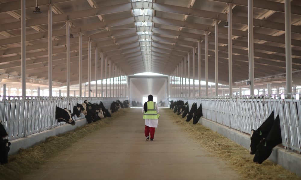Mazoon Dairy marks milestone in economic development of Oman - OERLive